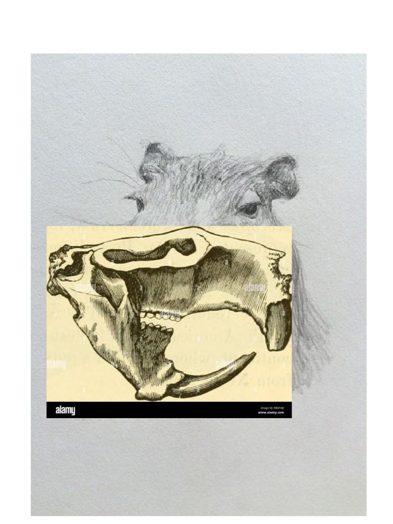 Capibara Capibara | PDF