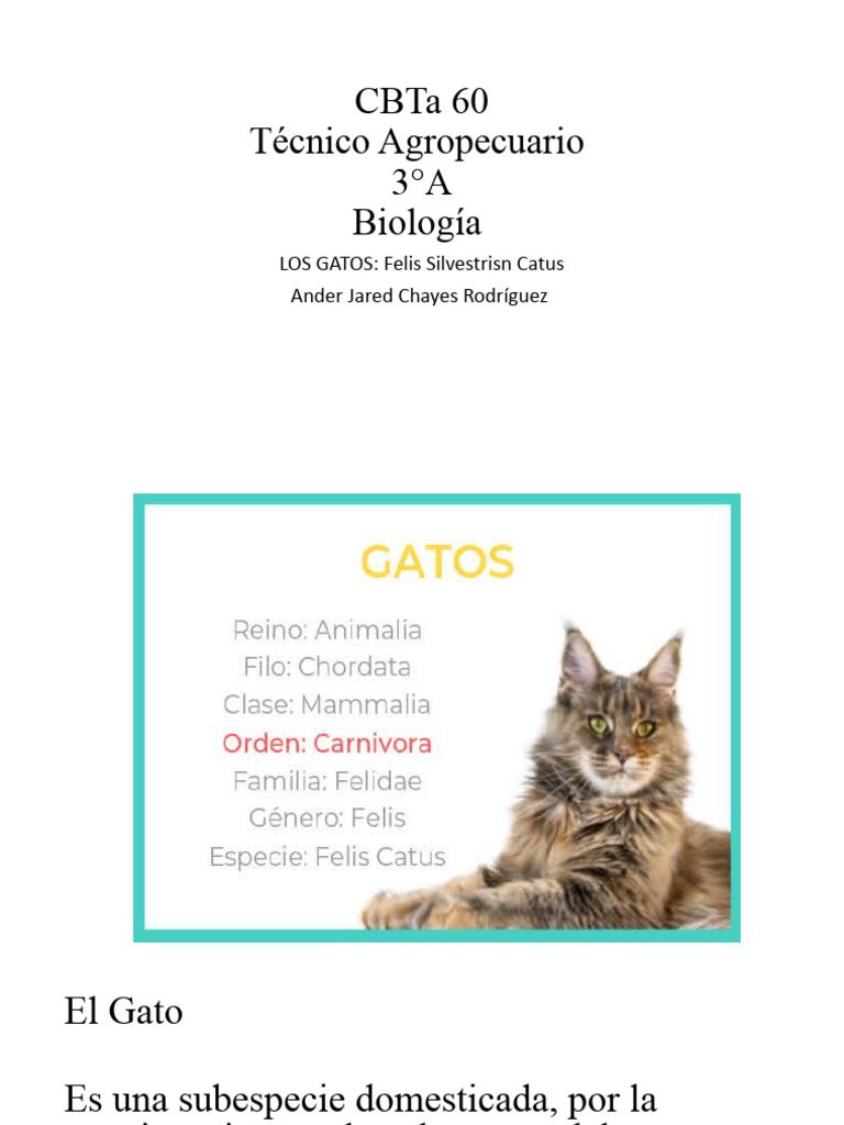 Gatos | PDF | Gatos