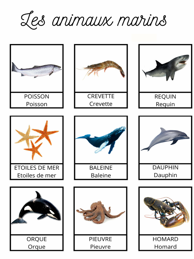 Les Animaux Marins | PDF