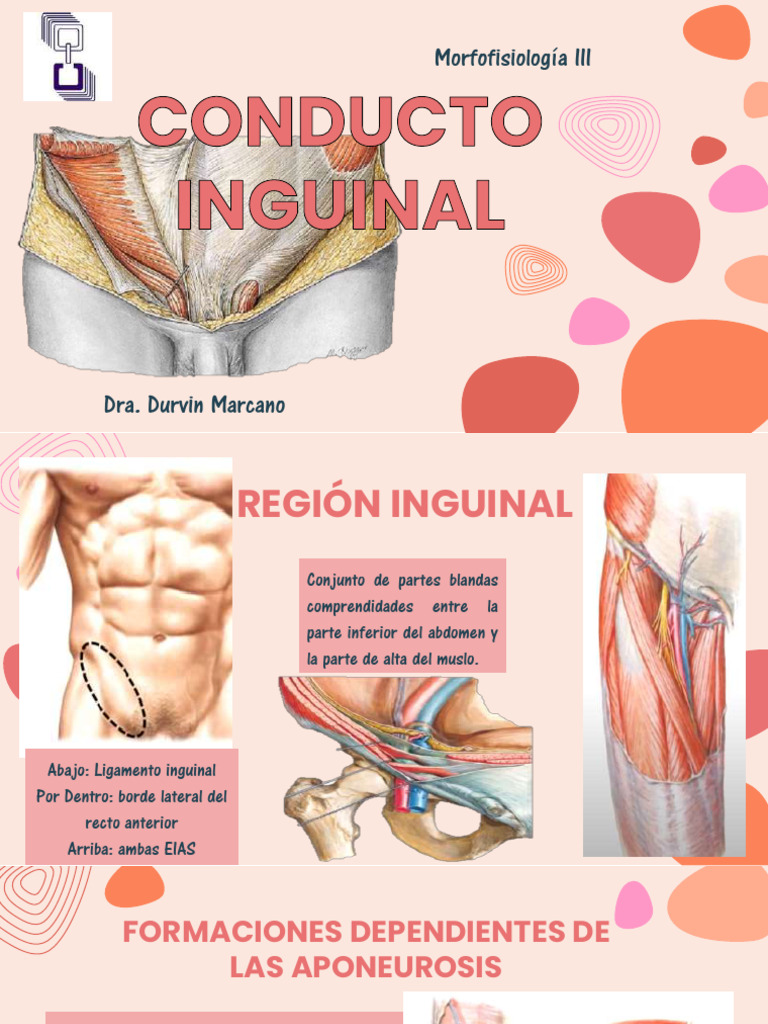 Conducto Inguinal | PDF