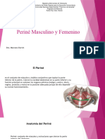 Genitales Externos Femeninos | PDF | Labios | Vagina