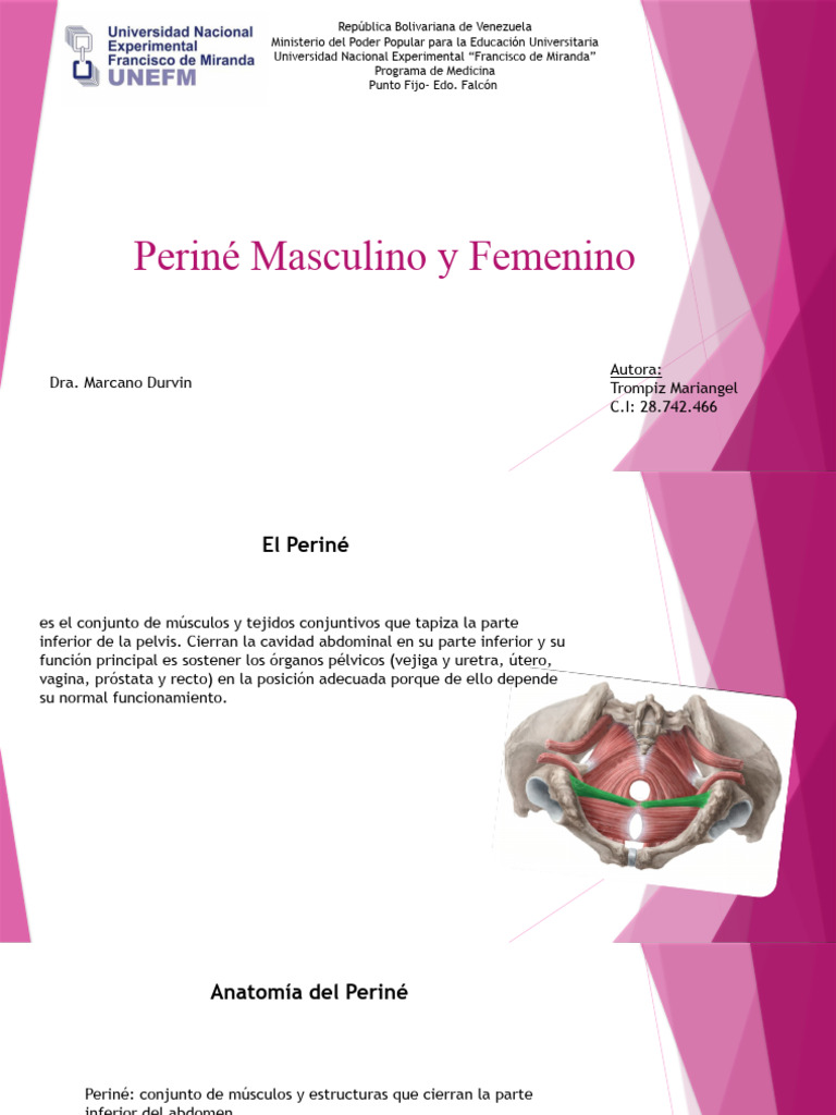 Diapositivas Del Perine. Mariangel Trompiz | PDF | Pelvis | Morfología ...
