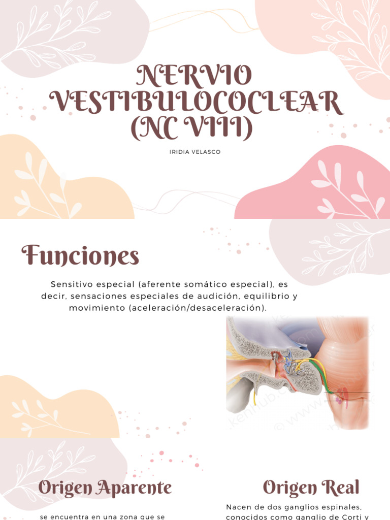 Nervio Vestibulococlear Nc Viii Descargar Gratis Pdf Cerebro