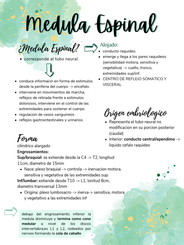 Medula Espinal Resumen | PDF | Médula espinal | Anatomía humana Medula Espinal Resumen | PDF | Médula espinal | Anatomía humana