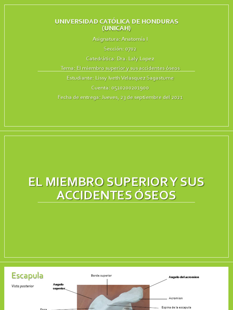 Accidentes Oseos Del Miembro Superior | PDF | Anatomía | Anatomía humana