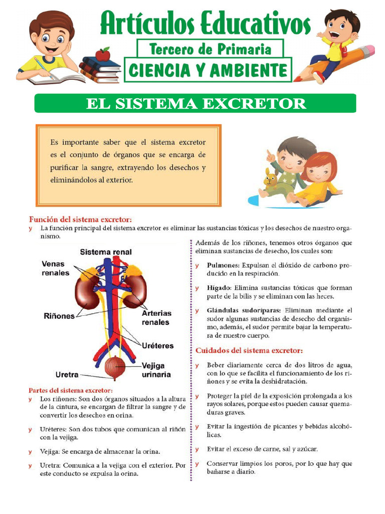 El Sistema Excretor para Tercero de Primaria | PDF