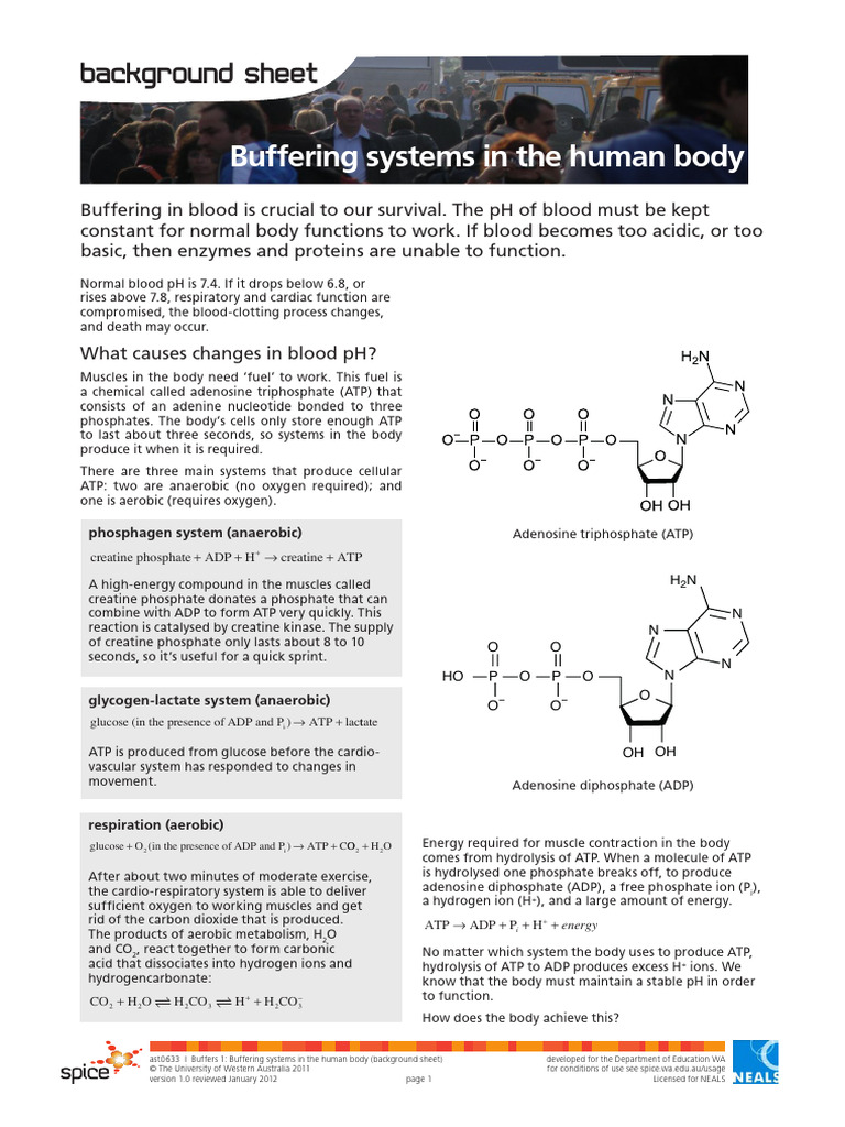 Buffering Systems in The Human Body | PDF | Adenosine Triphosphate ...