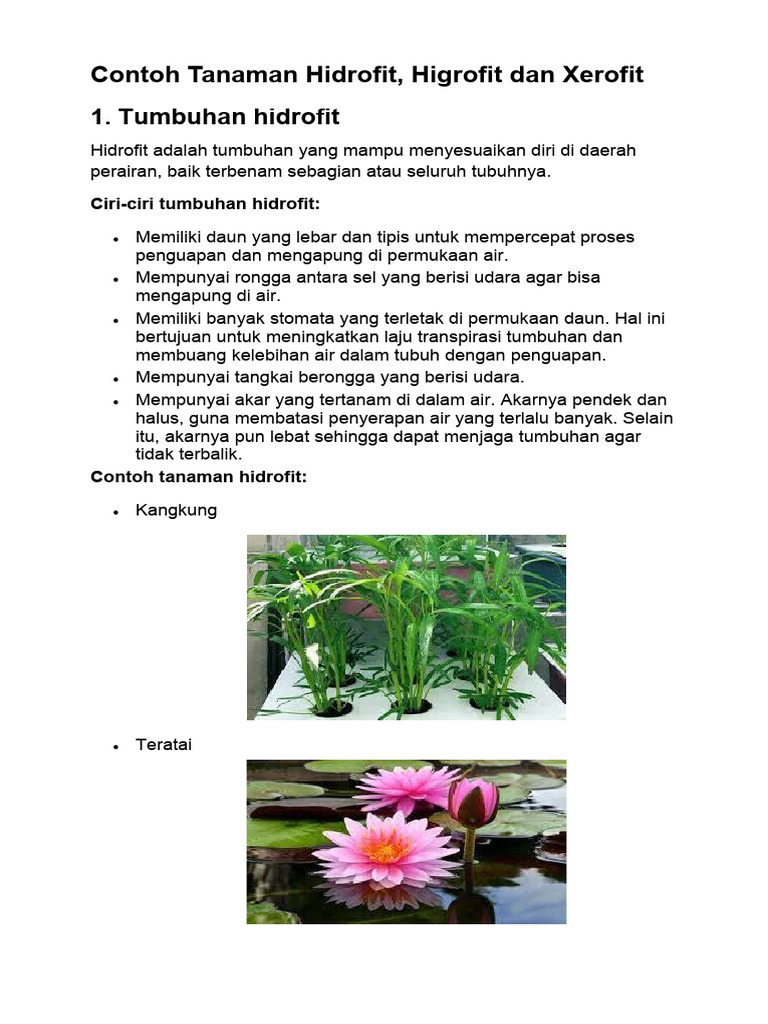 Contoh Tanaman Hidrofit | PDF