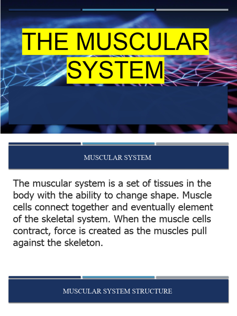 Lesson 6 The Muscular System | PDF | Skeletal Muscle | Muscle Contraction