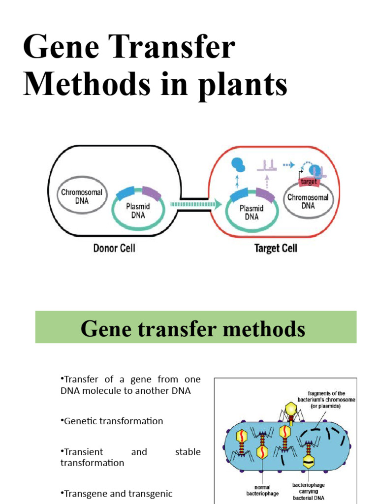 Gene Transfer Methods | Download Free PDF | Transformation (Genetics ...
