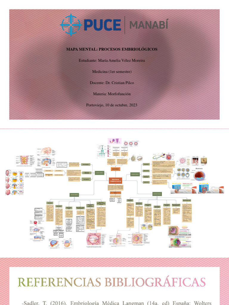 Mapa Mental de Procesos Emrbiológicos Hasta La Semana 4 | PDF