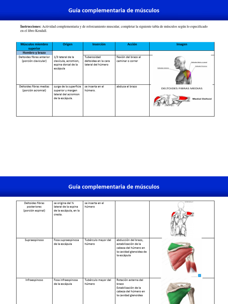 Guía Complementaria Músculos | PDF | Tobillo | Rodilla
