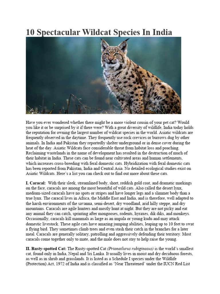 10 Spectacular Wildcat Species in India | PDF | Leopard | Cats