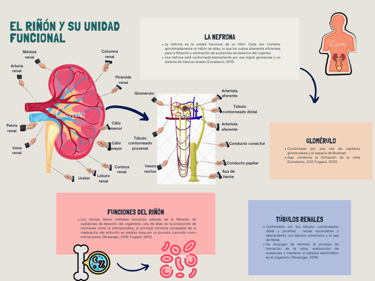 Estructura y Función Del Riñón | PDF | Riñón | Sistema genitourinario