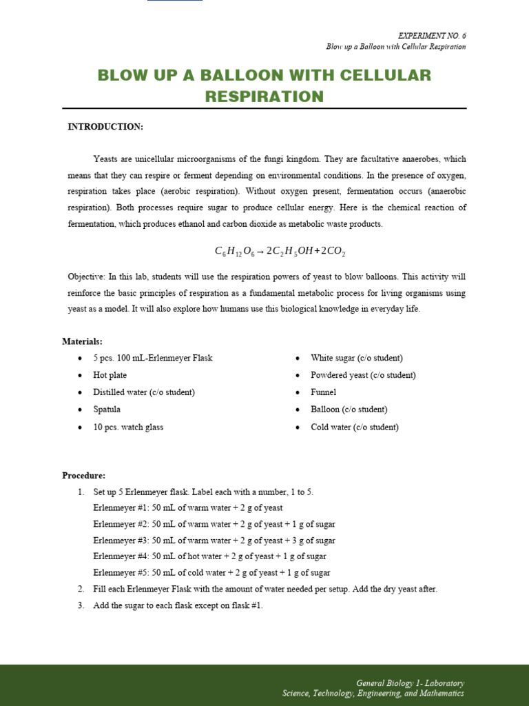 Experiment 6 - Fermentation | PDF | Yeast | Cellular Respiration