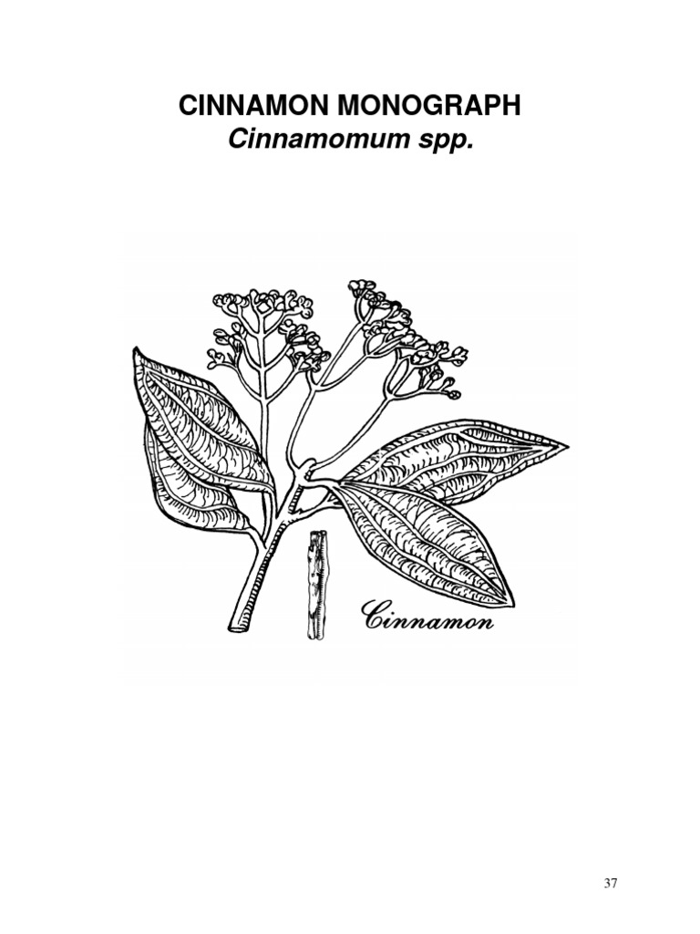 Cinnamon Monograph | PDF | Cinnamon | Trees