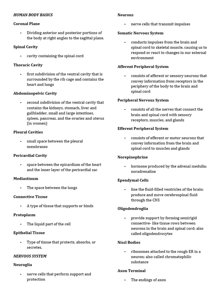 Human Anatomy Terminologies | PDF | Aorta | Stomach