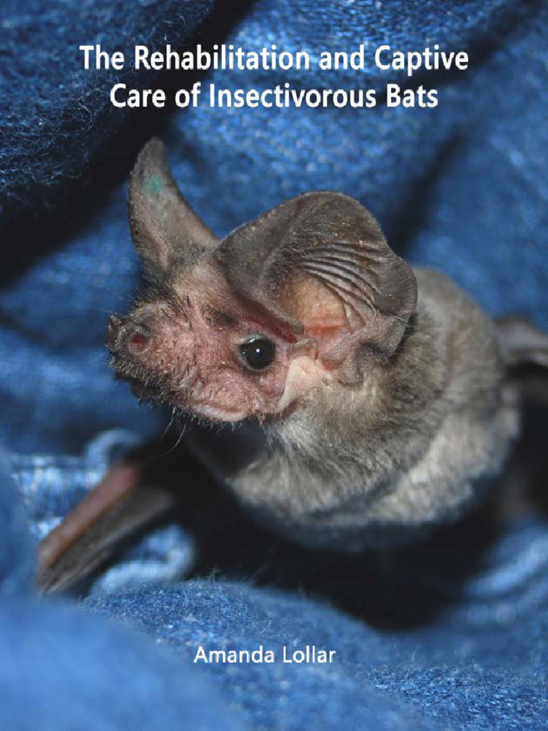 The Rehabilitation and Captive Care of Insectivorous Bats 2023 Download ...
