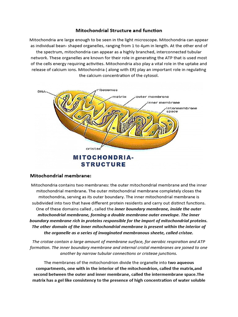 Mitochondrial Structure and Function. | PDF | Mitochondrion | Cell Membrane