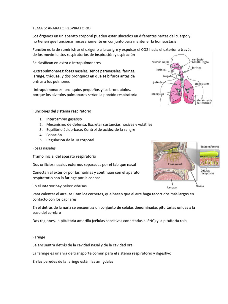 TEMA 5 | PDF | Sistema respiratorio | Epitelio