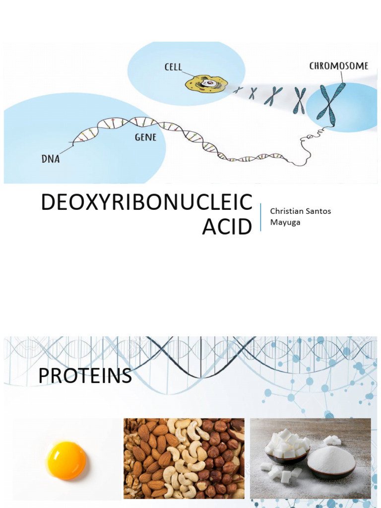 2nd Topic - DNA | Download Free PDF | Dna | Nucleic Acids