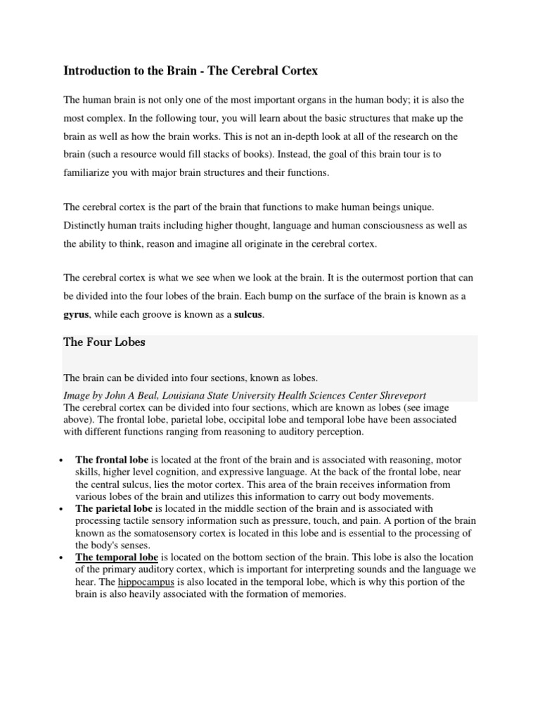 Introduction To Brain | PDF | Cerebral Cortex | Brain