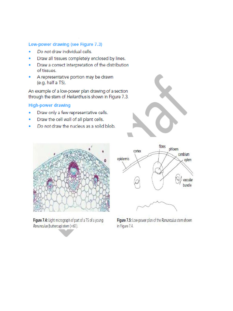 Imp Plan Diagrams by DR - Sadaf | PDF