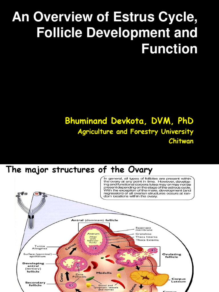 The Rio Gen Ology | PDF | Ovary | Luteinizing Hormone