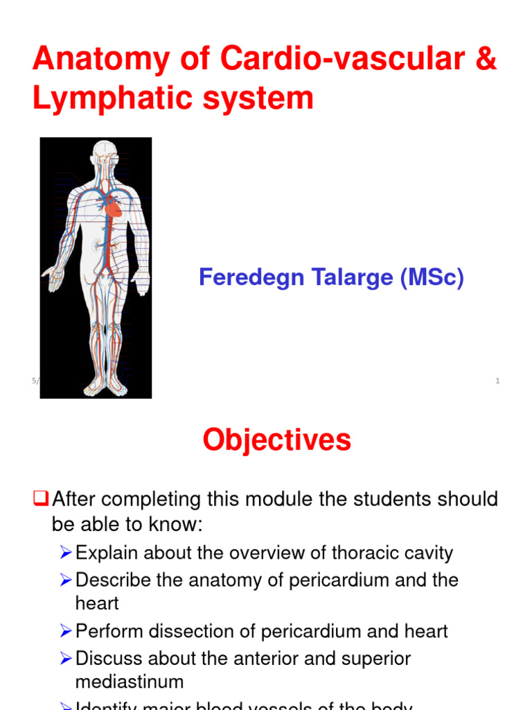 Cardio Anatomy | PDF | Heart Valve | Coronary Circulation
