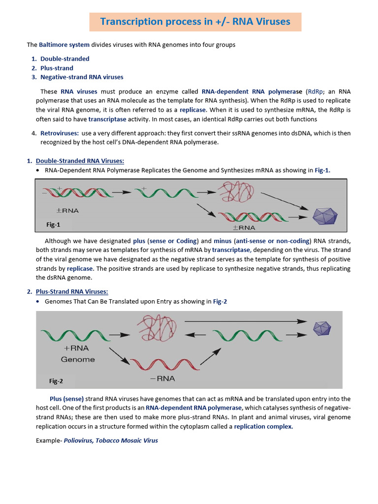 Viral Transcription | PDF | Rna | Sense (Molecular Biology)
