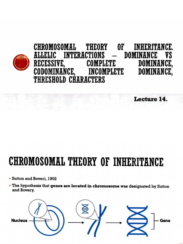 14. Chromosomal Theory Of Inheritance | PDF | Dominance (Genetics) | Allele