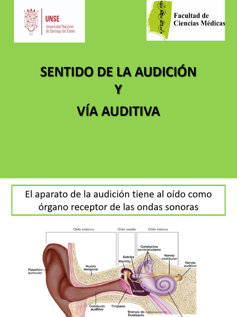 Sentido de La Audición Y Vía Auditiva | PDF | Oído | Anatomía humana