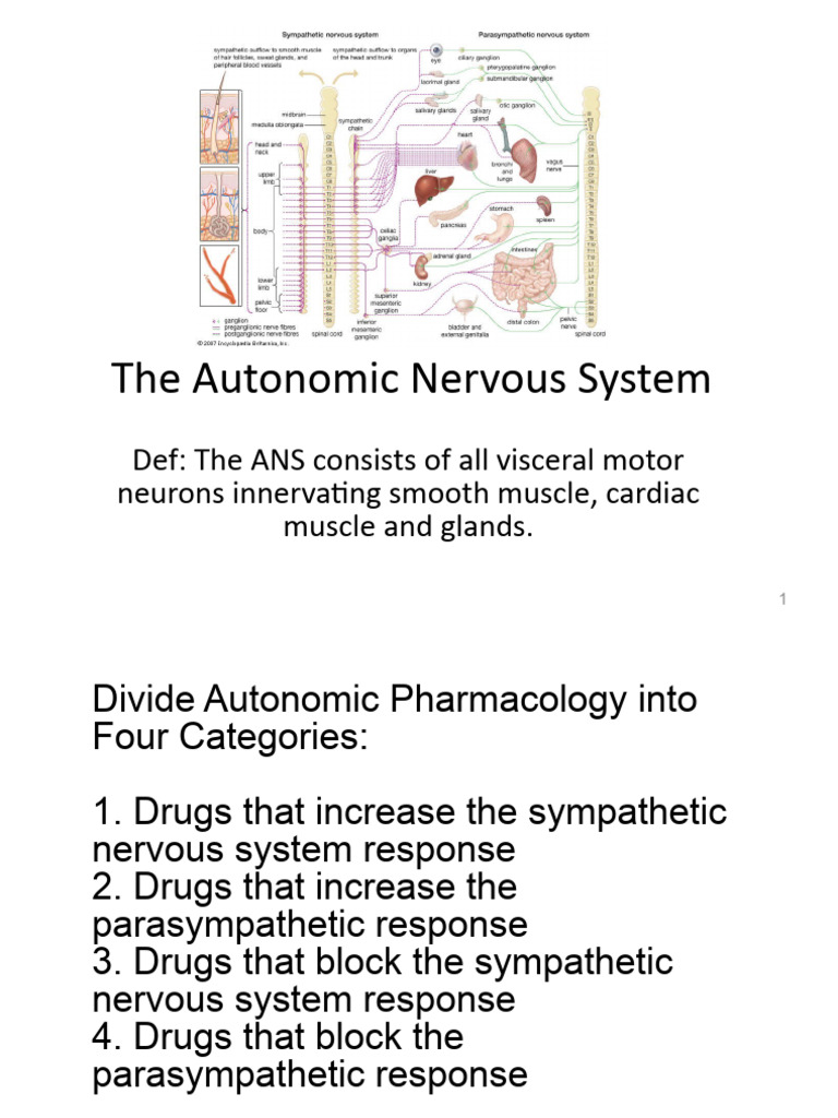 Ans Pharmacology For Download | PDF | Autonomic Nervous System ...