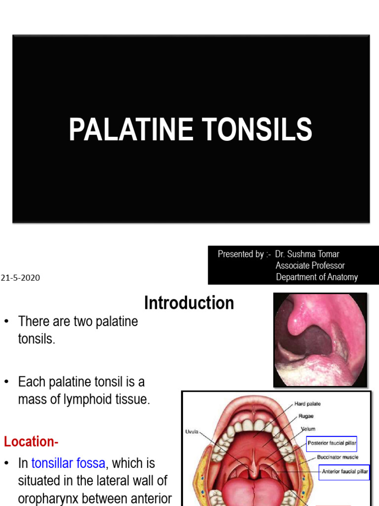 Palatine Tonsils | PDF | Tongue | Vein