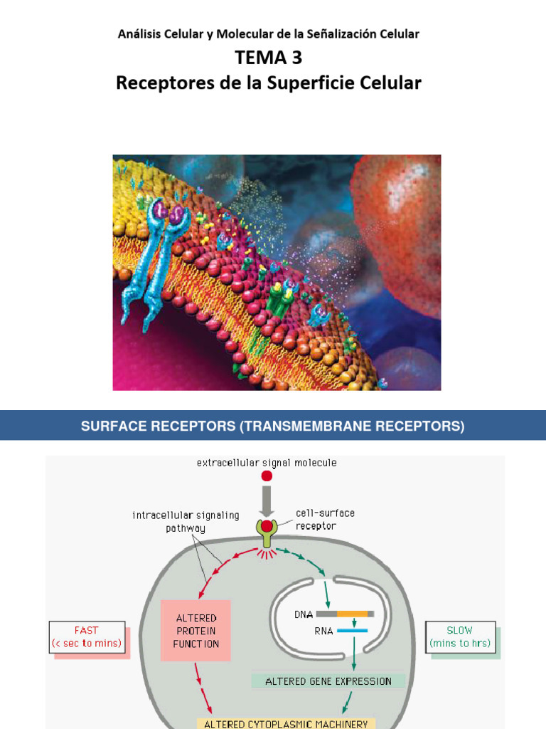 ACyMSC - 03-Surface Receptors | PDF | Cell Signaling | Signal Transduction