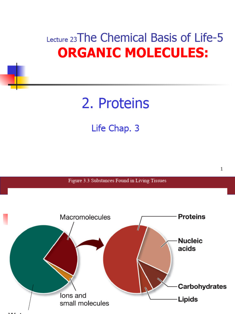 Lecture 23 - Proteins | PDF | Proteins | Amino Acid