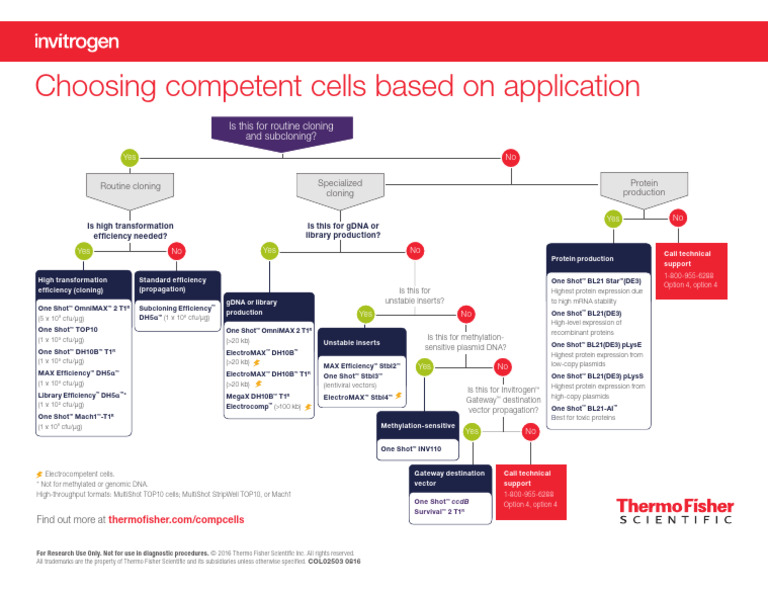 Competent Cell Decision Tree | PDF | Molecular Cloning | Vector ...
