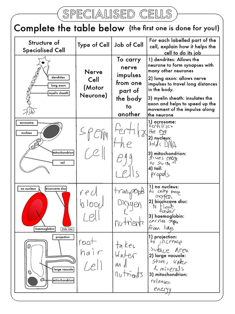 Noah 9B 2.3 IGCSE Biology Specialised Cells Worksheet | PDF