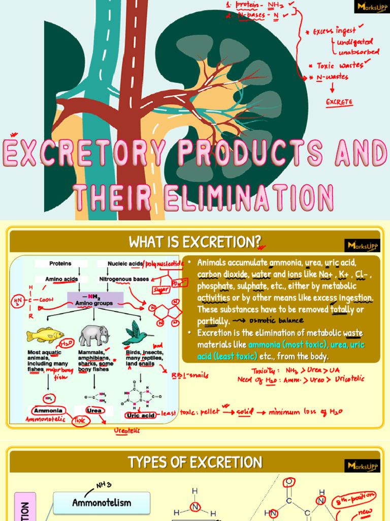 Excretory Products and Elimination in Animals | PDF | Kidney | Excretion