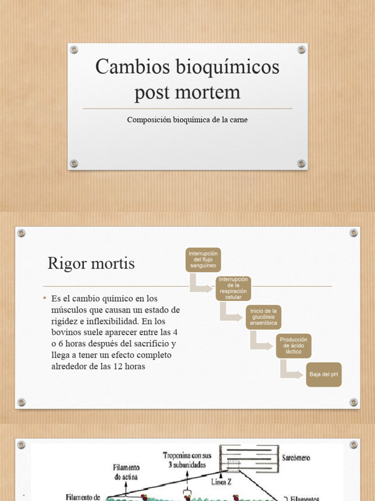 Rigor Maduración | PDF | Carne | Músculo esquelético