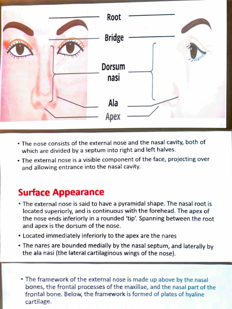 The Nose and para Nasal Sinus 28 August-1 | PDF