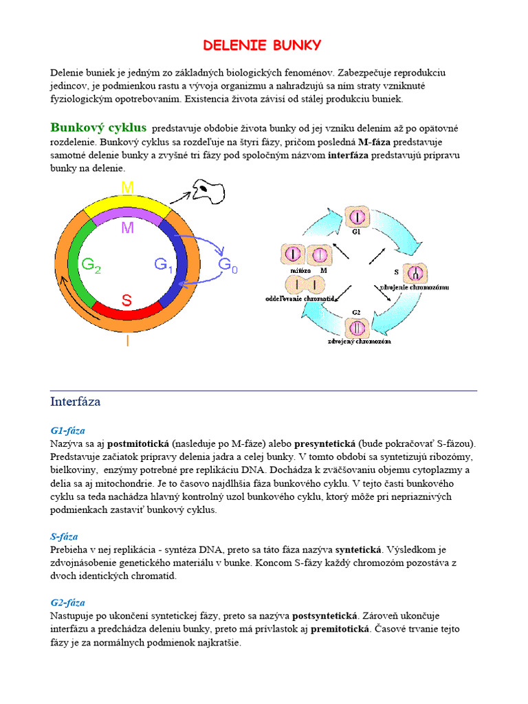 Delenie Buniek | PDF