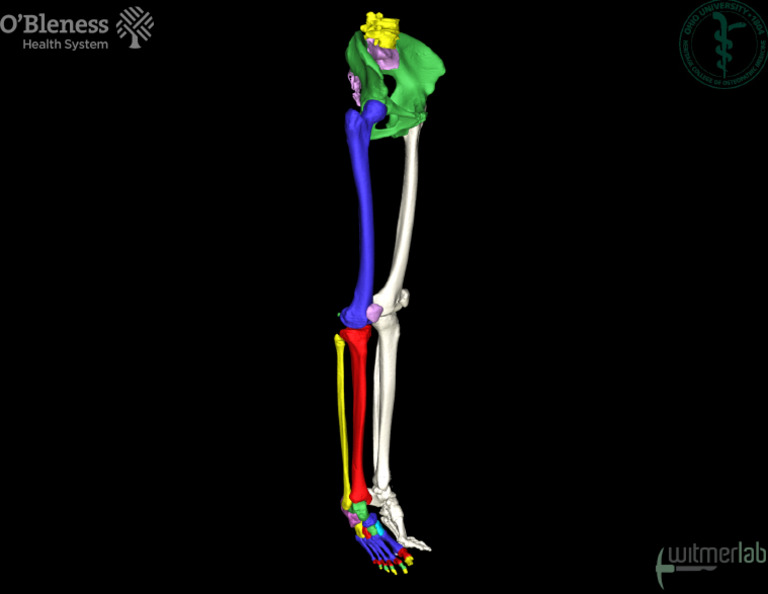 OU HCOM 3D Lower Extr Skel High Res | PDF