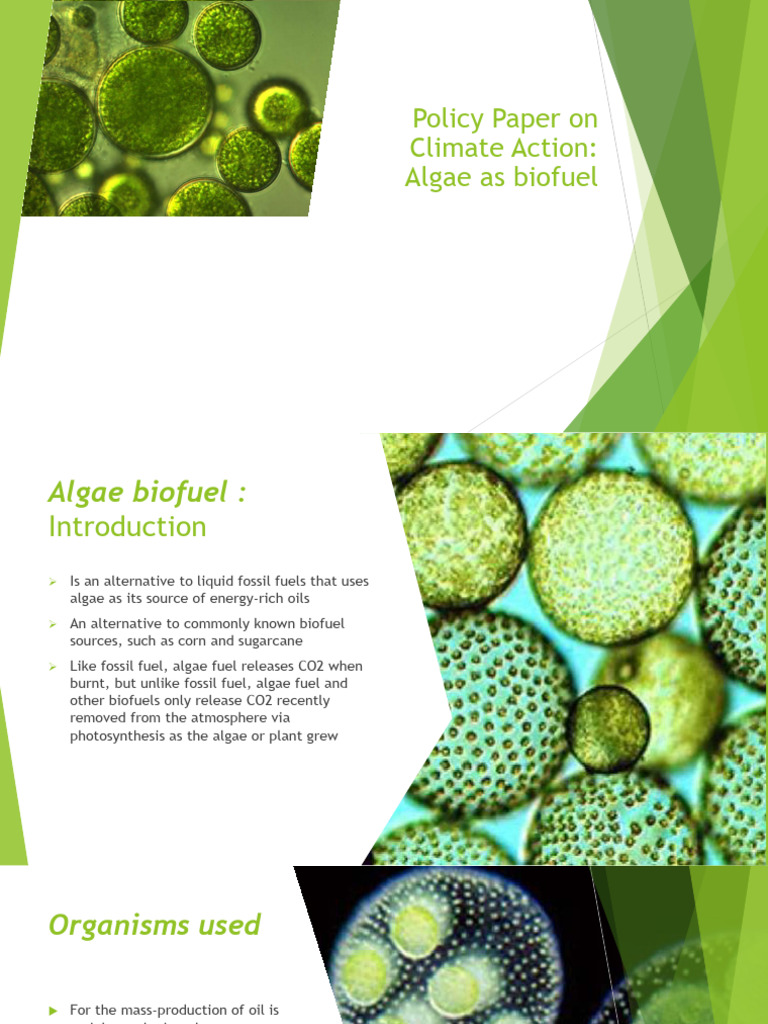 Algae As Biofuel | PDF | Algae Fuel | Biofuel