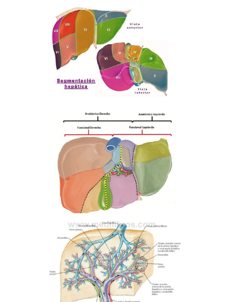 Segmentación Hepática Pdf