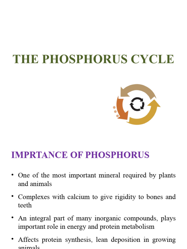 The Phophorus Cycle | PDF | Fertilizer | Phosphorus