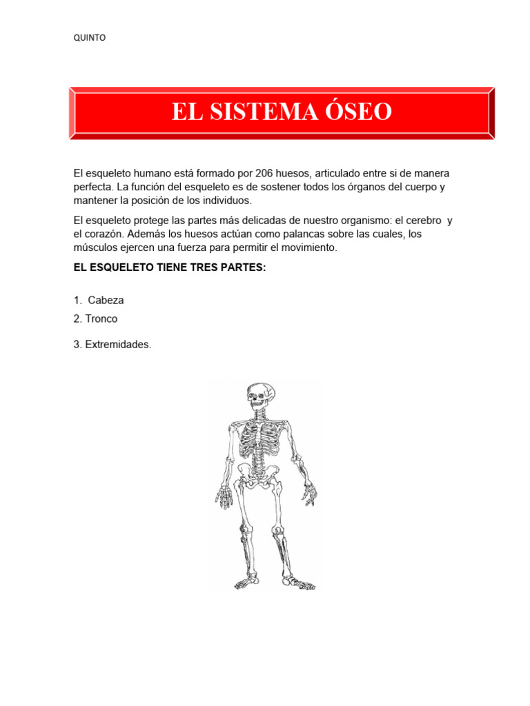 El Esqueleto Humano QUINTO | PDF | Esqueleto | Articulación