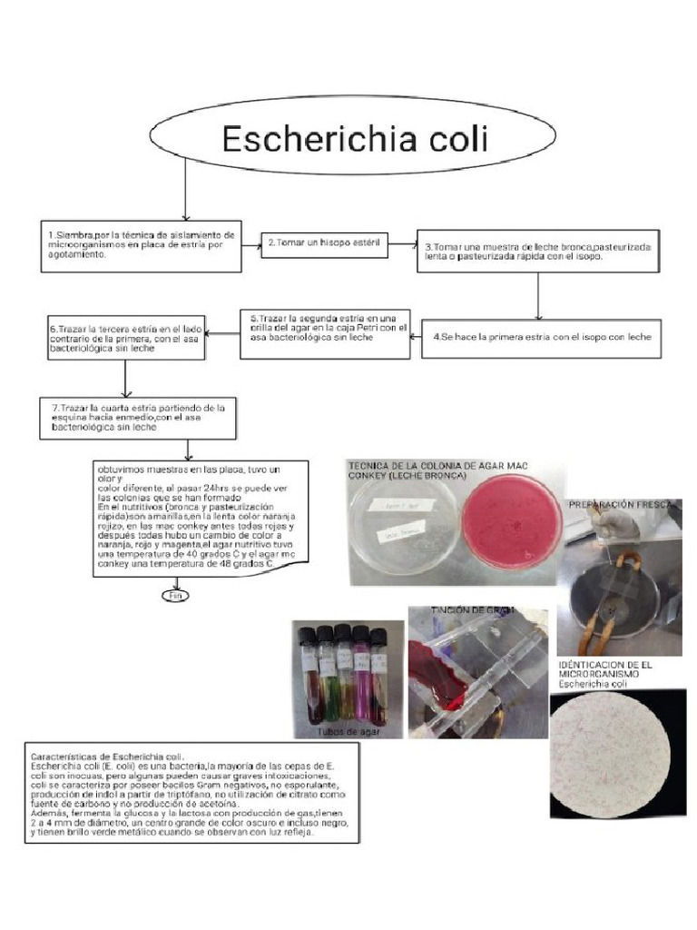 Diagrama de Escherichia Coli | PDF