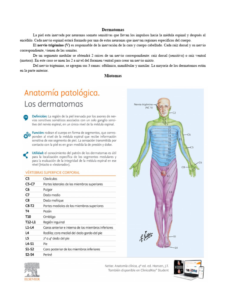 Dermatomas y Miotomas | PDF | Nervio | Médula espinal