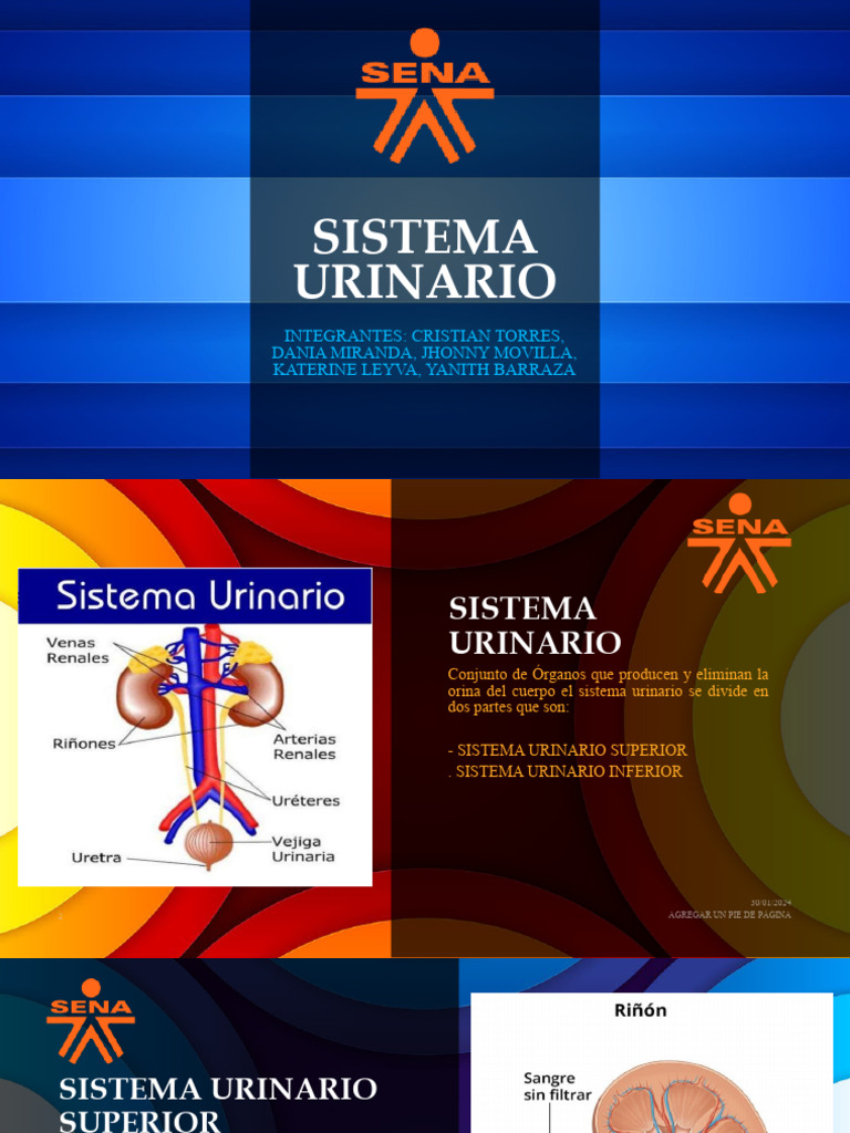 Sistema Urinario | PDF | Sistema urinario | Riñón